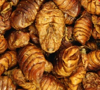 Zijderupsen (TOP KWALITEIT) 2 x 5 liter / emmer 3,0 kilo - AquaFactory