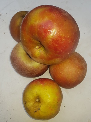 Biologische groente en fruit bestel je online bij Gezondergroen.nl